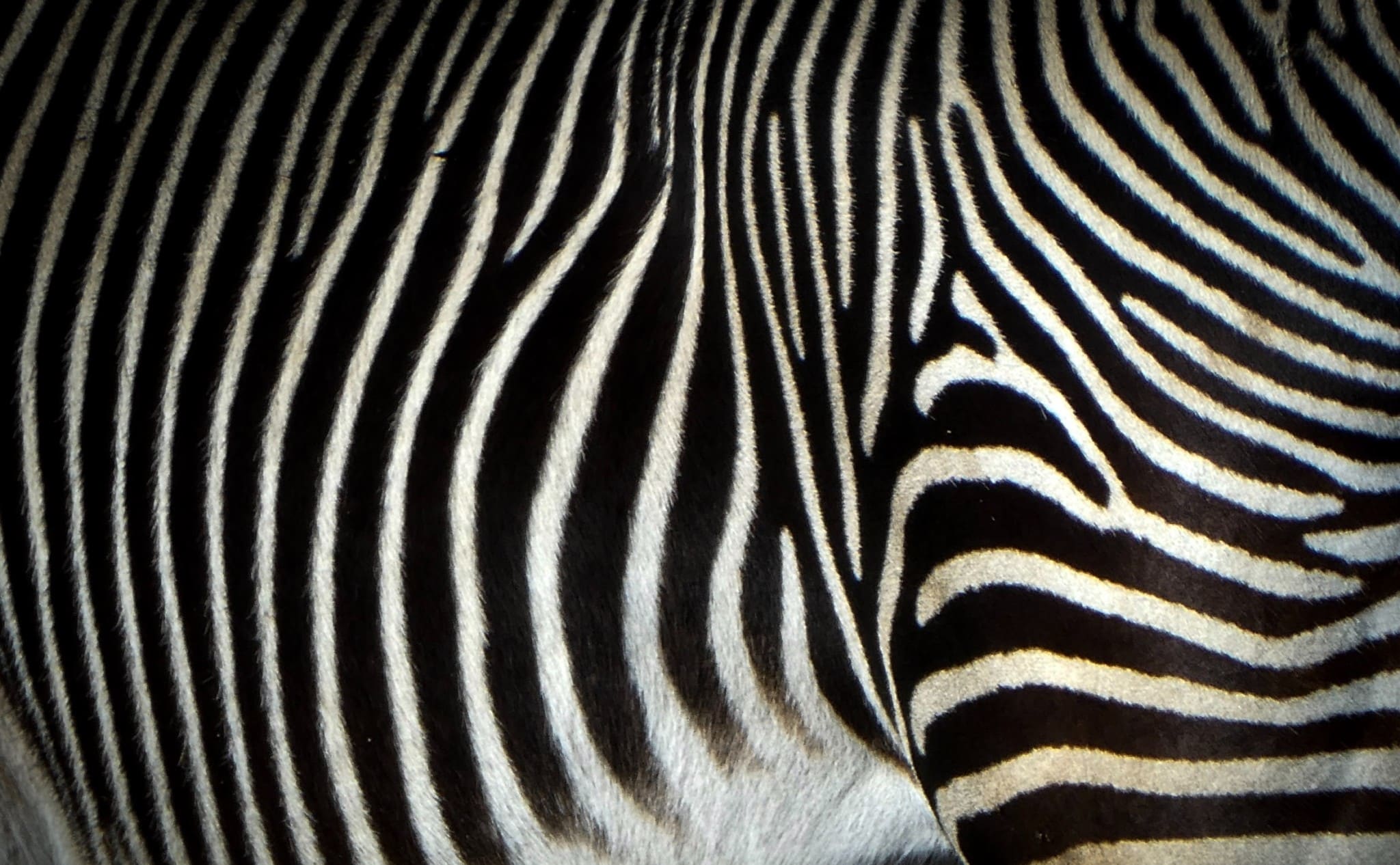 Investments | Zebra Impact Ventures